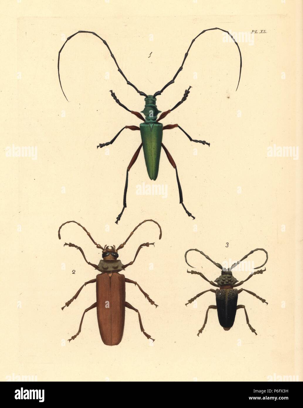 Twig girdler hi-res stock photography and images - Alamy