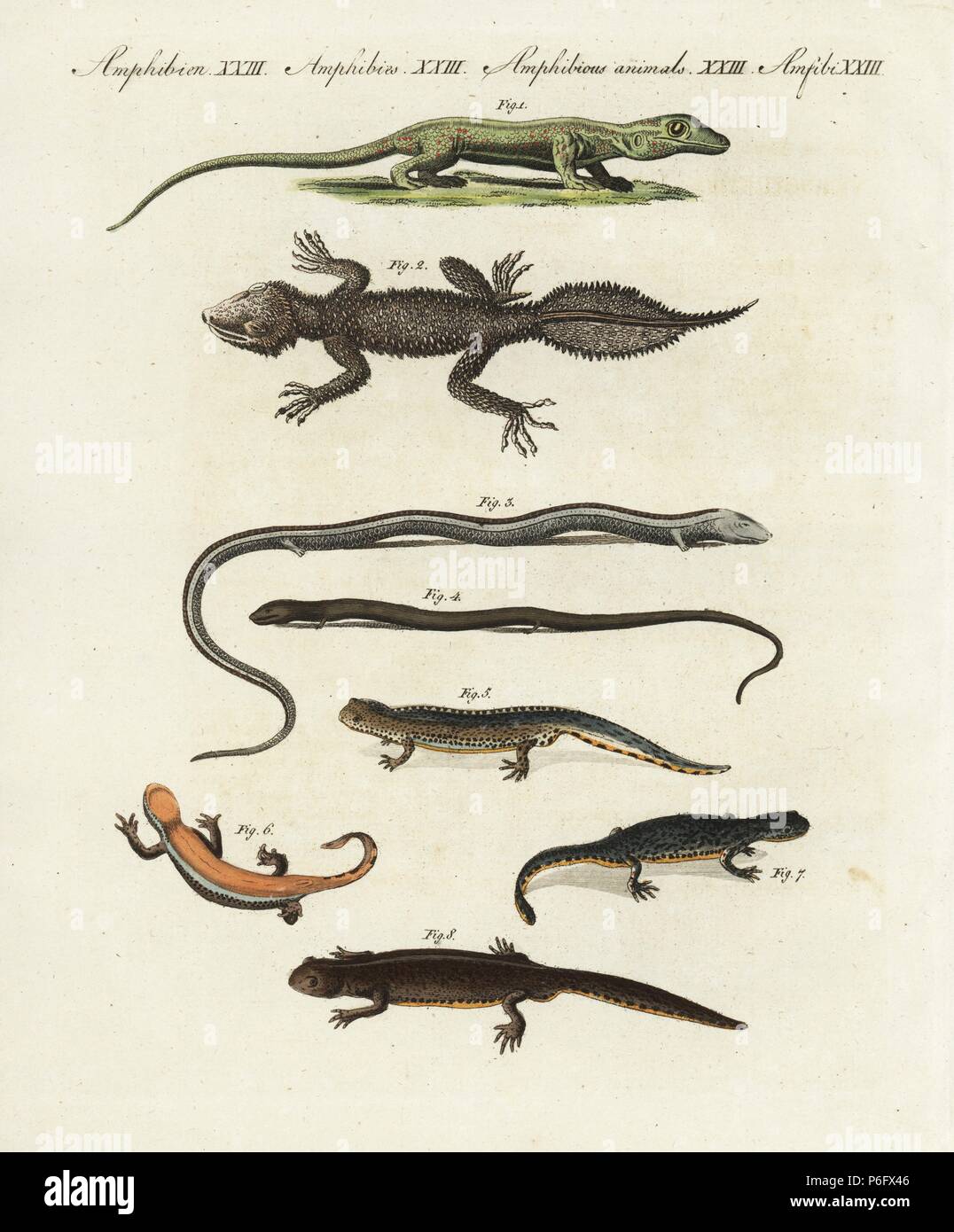 Female skink hi-res stock photography and images - Alamy