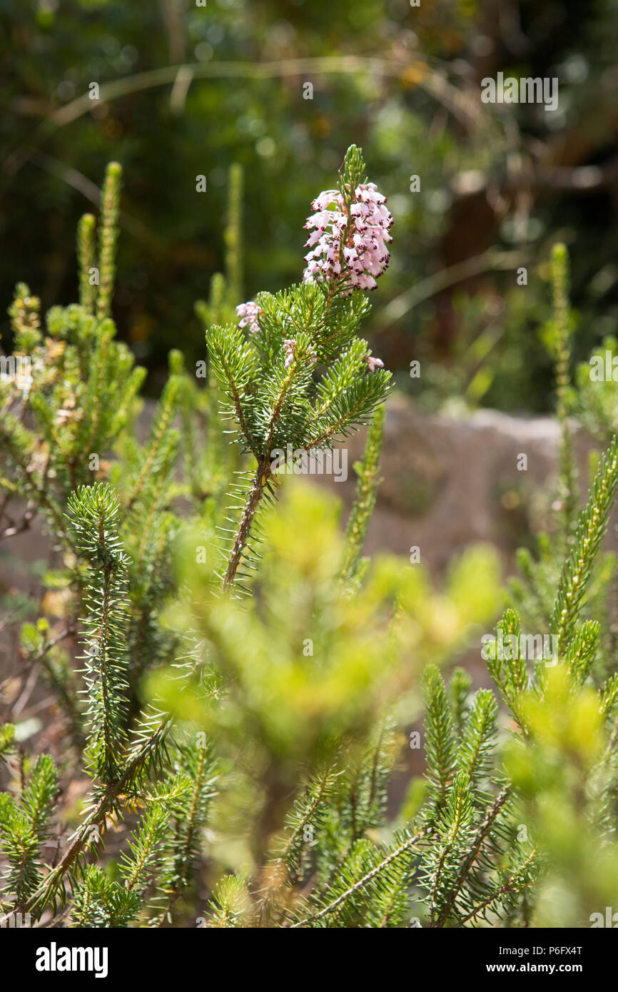 Plant flowering, Erica multiflora, Ericaceae, Mediterranean Botanical ...