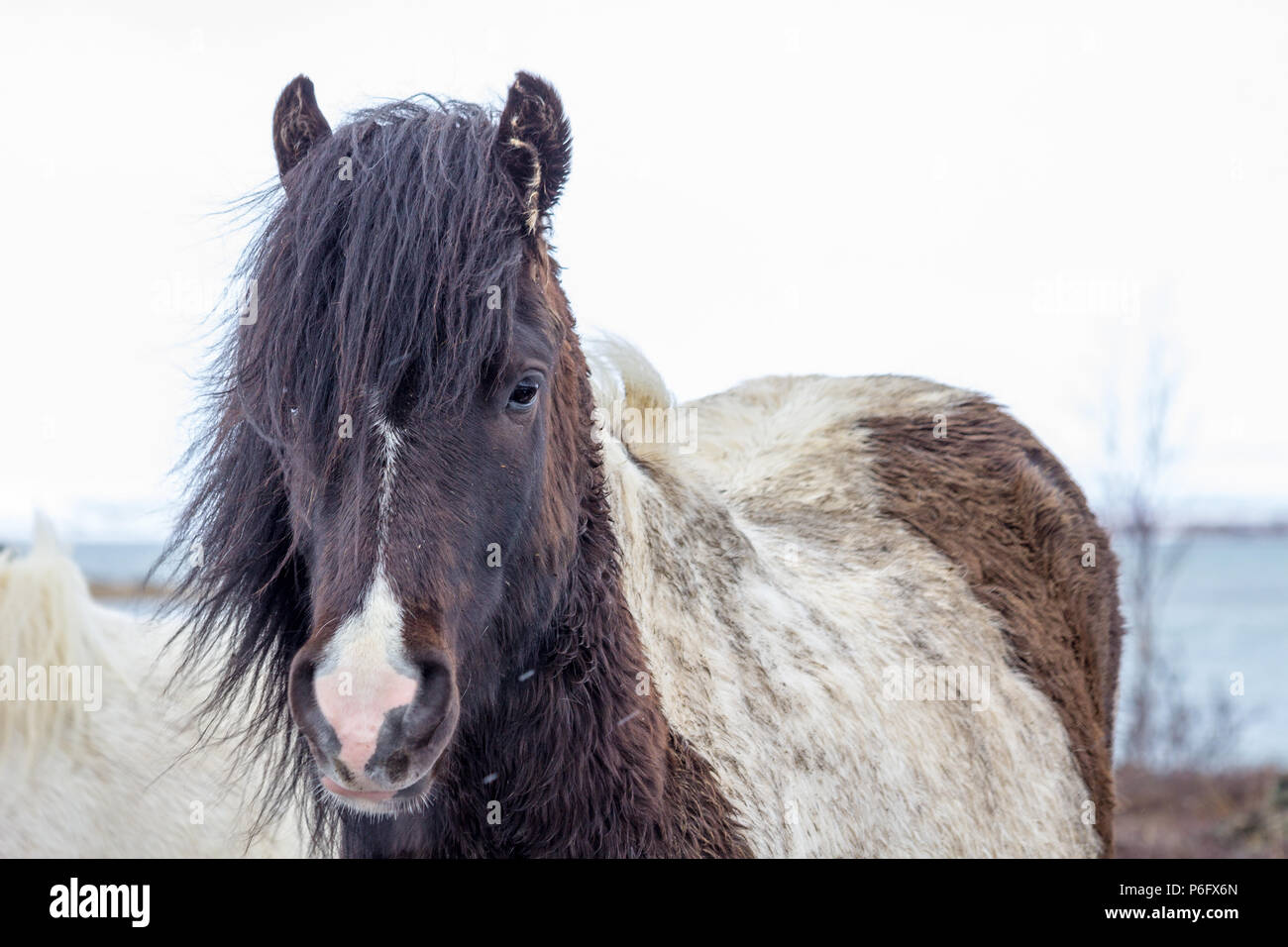 Beautiful brown and white Icelandic horse poses for photo with ...