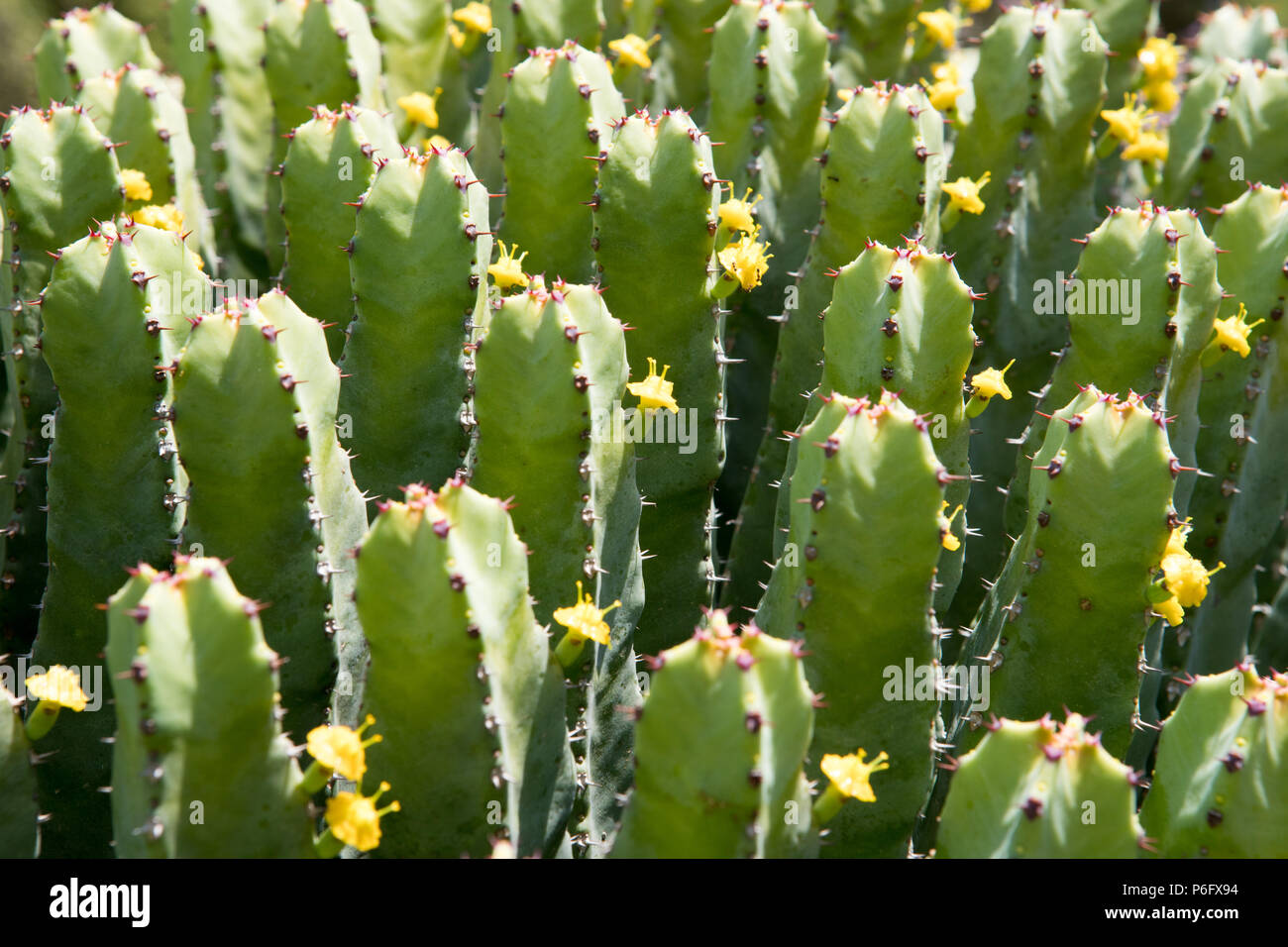 Cactus, Ephorbia officinarum, Euphorbiaceae, Mallorca, Spain Europe ...