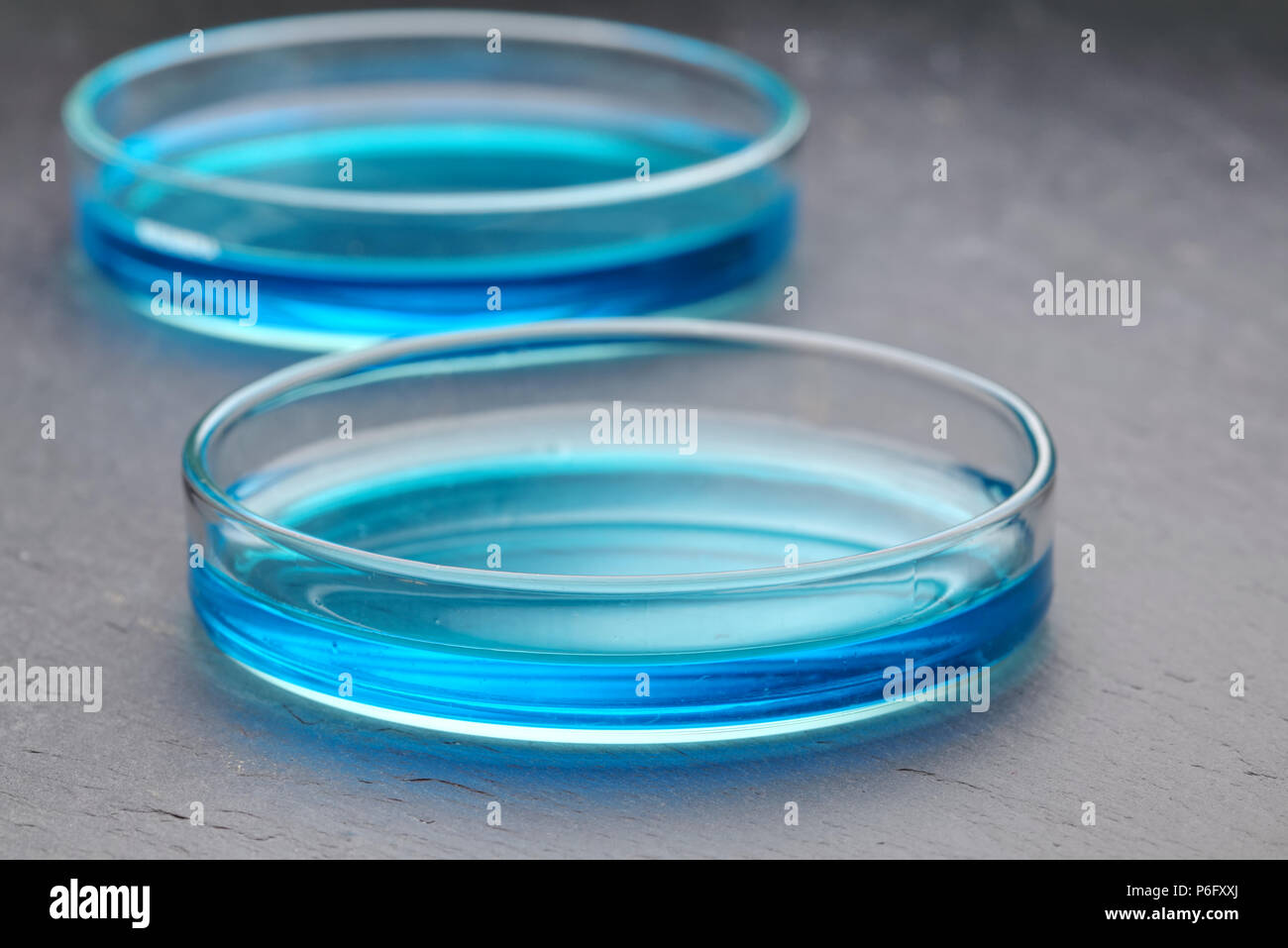 Petri dishes of copper sulfate solution (copper chloride) blue liquid ...