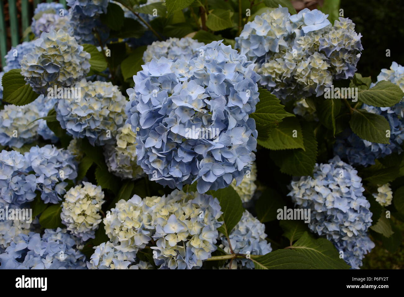 Blue hydrangea garden with green leaves in the garden 2018 Stock Photo ...