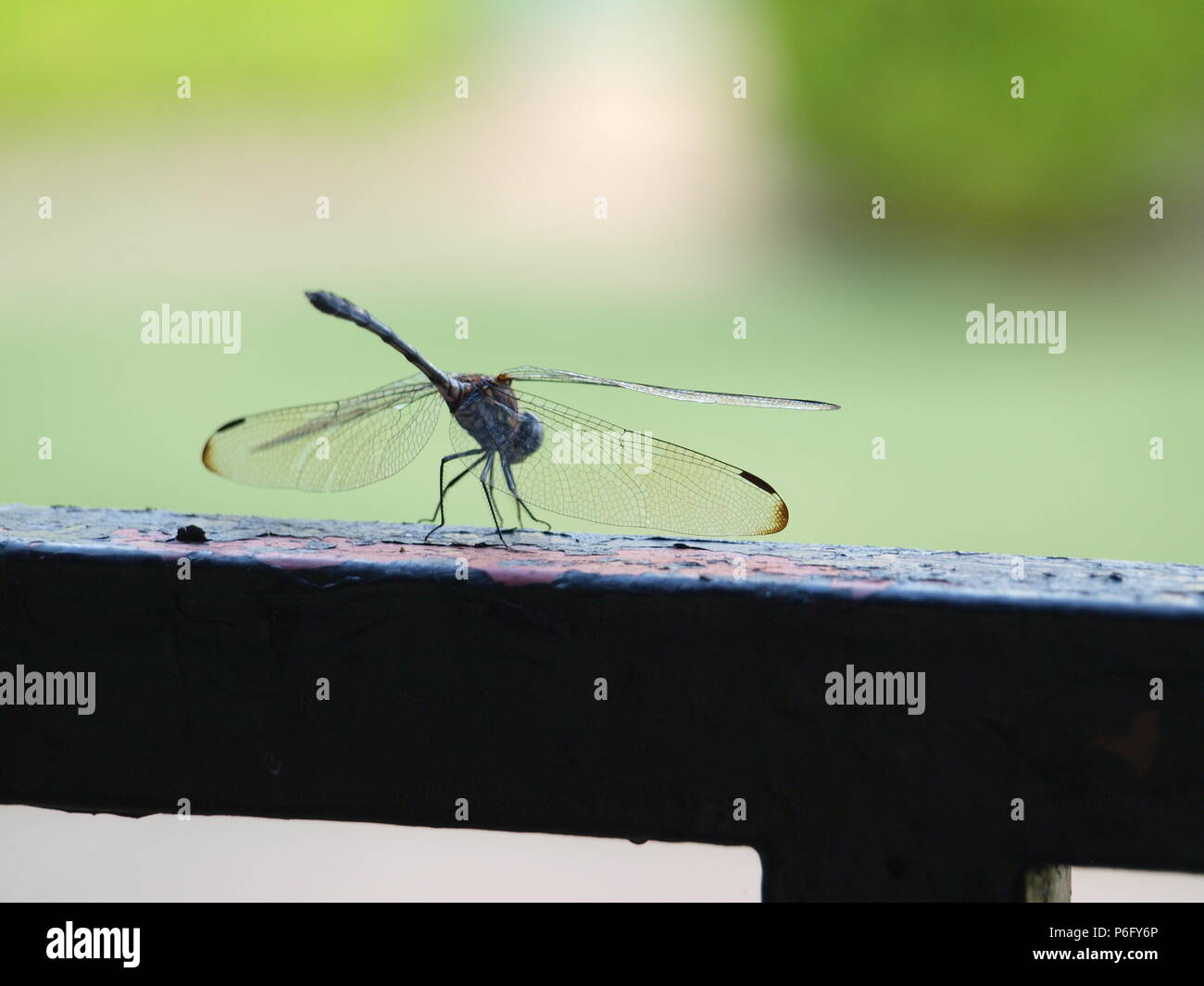 Sinister european folklore hi-res stock photography and images - Alamy