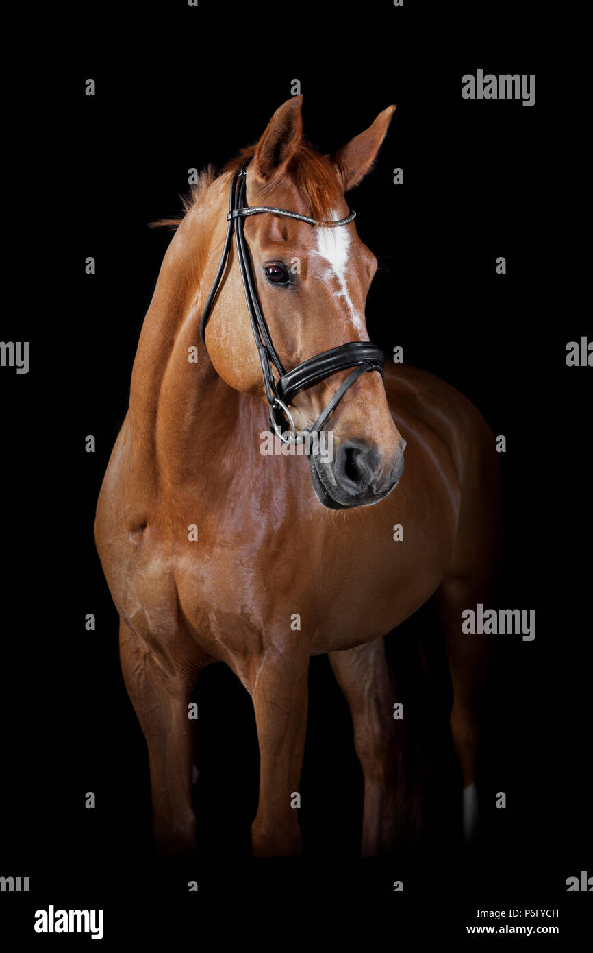 a brown riding horse in the studio in front of black background Stock ...