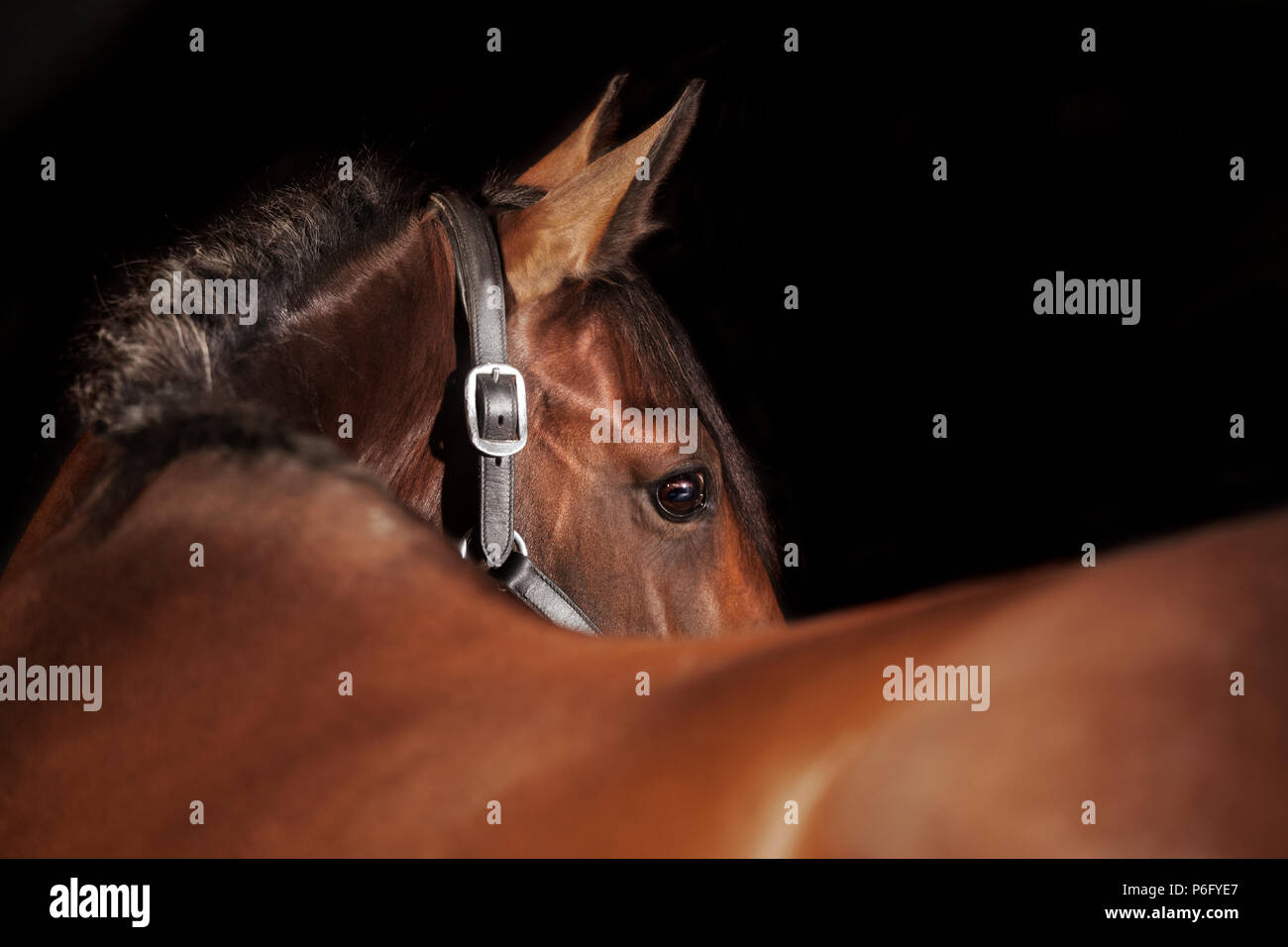 a brown riding horse in the studio in front of black background Stock ...