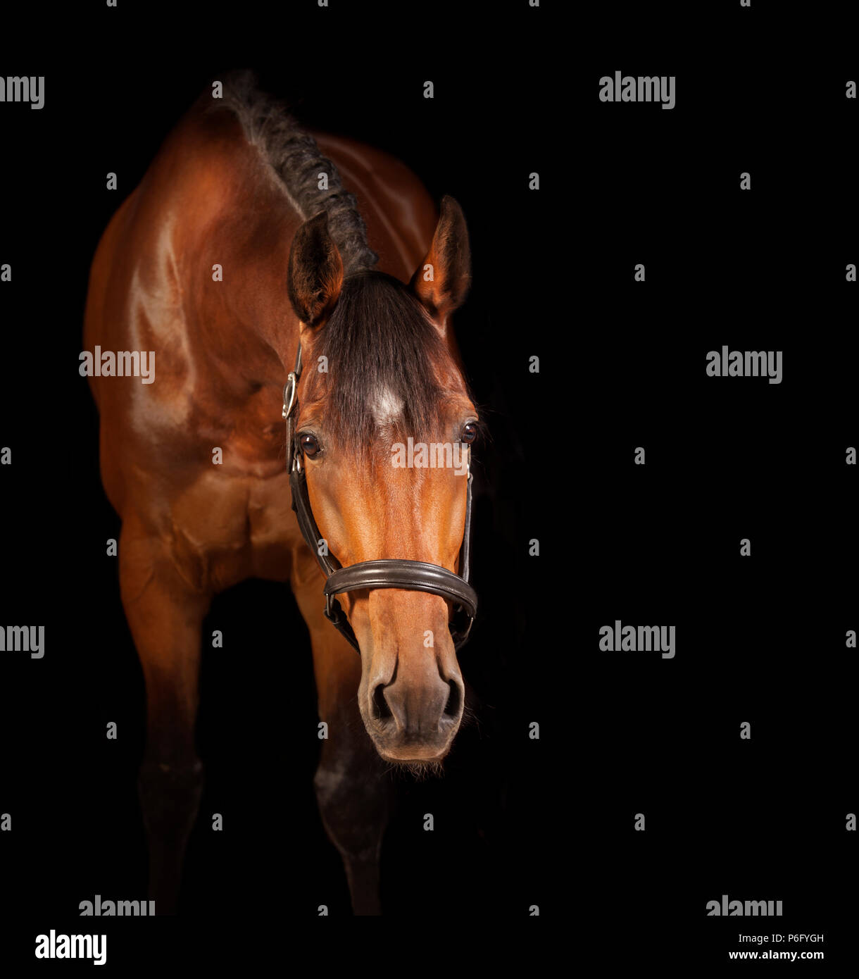 a brown riding horse in the studio in front of black background Stock ...