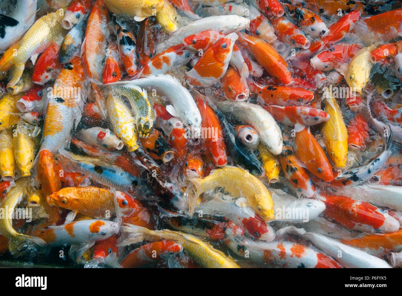 Food handlers hi-res stock photography and images - Alamy