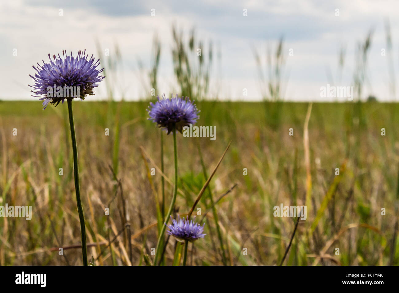 Sheep's bit flowers in the field Stock Photo - Alamy