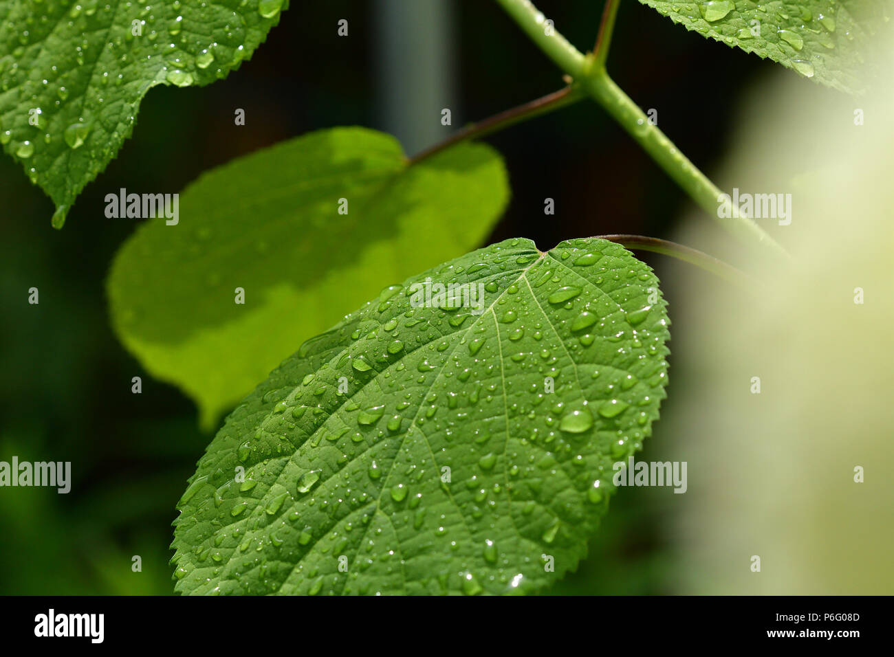 cold rainy weather in summer on holiday cottage cold rainy weather in ...