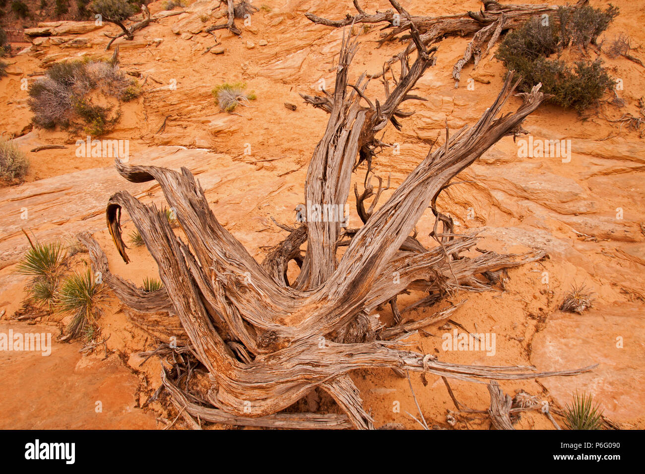 Twisted juniper tree trunk juniperus hi-res stock photography and ...