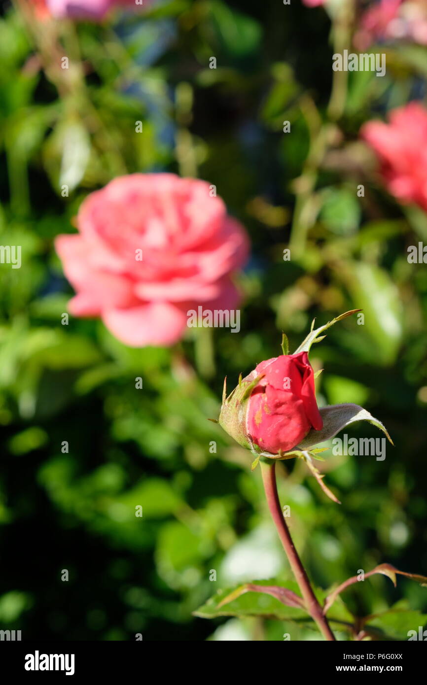 A flower bud full hi-res stock photography and images - Alamy