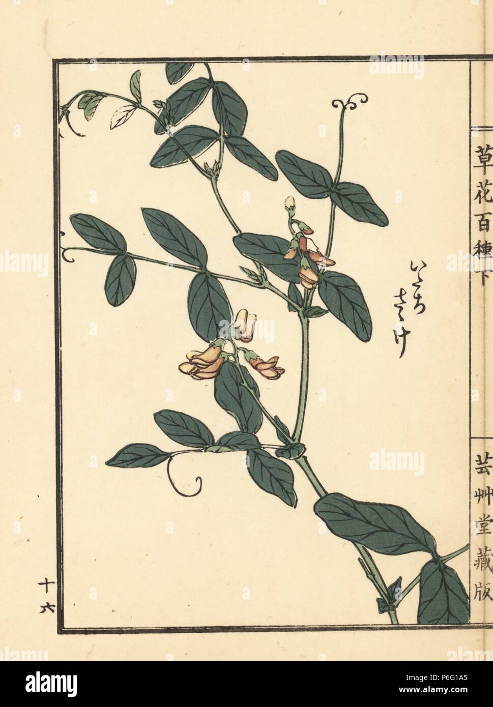 Itachi sasage, Lathyrus davidii. Handcoloured woodblock print by Kono ...