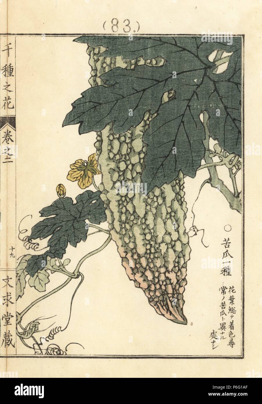 Nagareishi, goya or bitter gourd, Momordica charantia. Handcoloured ...