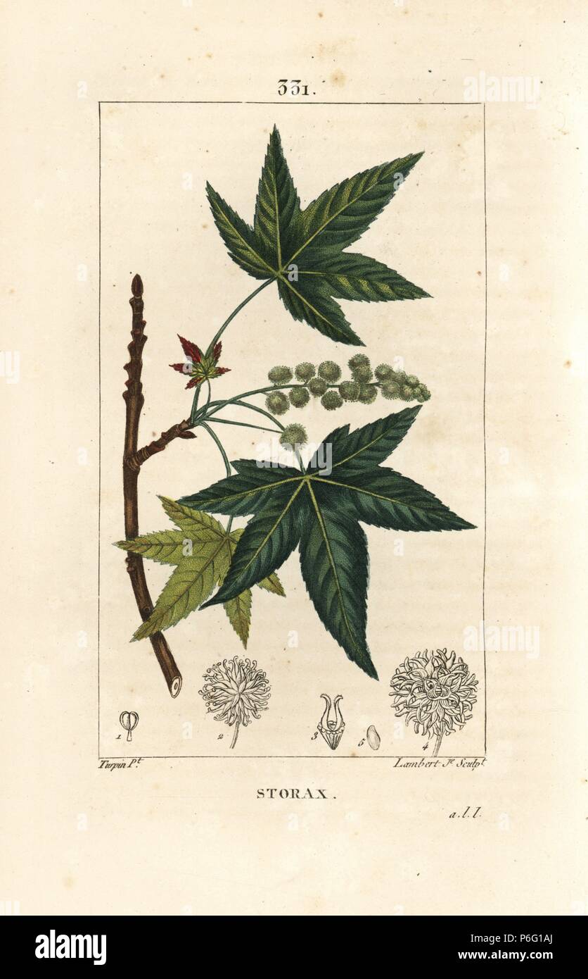 Storax or liquid amber, Liquidambar styraciflua. Handcoloured stipple ...