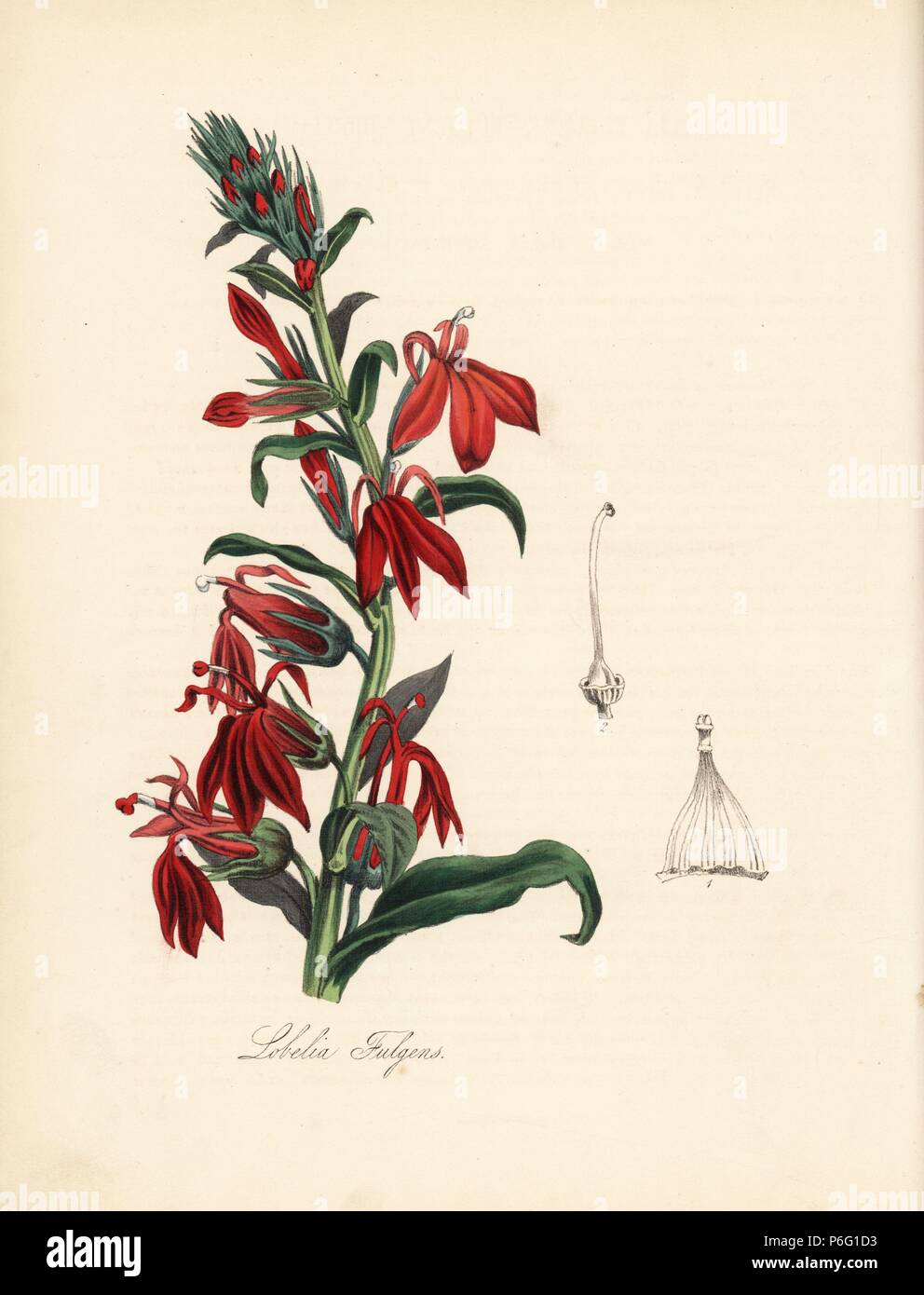 Lobelia Cardinalis Illustration