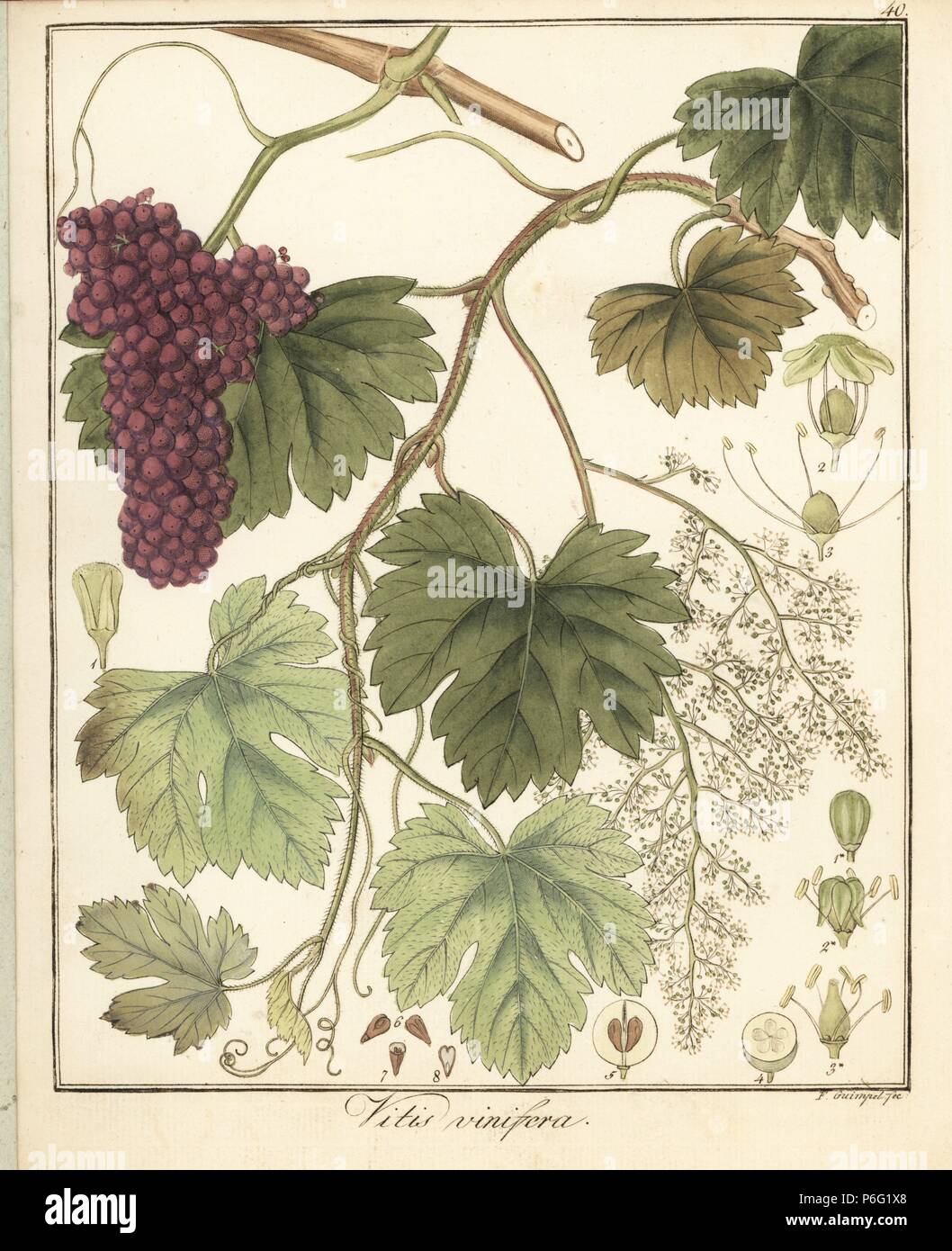 Grape vine, Vitis vinifera. Handcoloured copperplate engraving by F ...