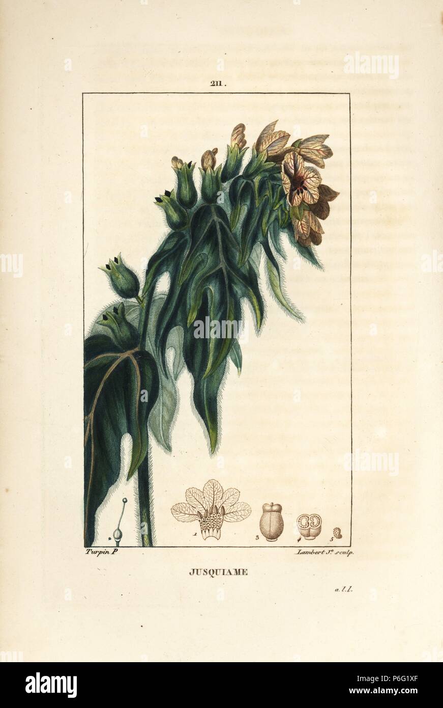 Poison henbane, Hyoscyamus vulgaris, flower, leaf and seed ...
