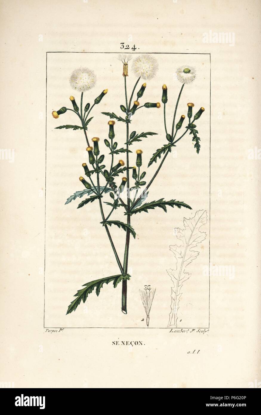Common groundsel, Senecio vulgaris, with flower, leaf, seed, stalk, and ...