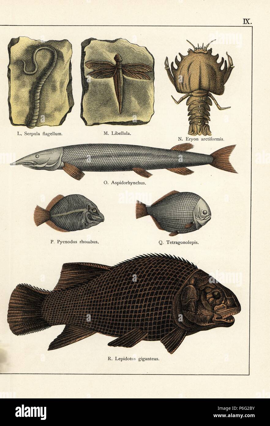 Fossils of extinct tubeworm Serpula flagellum, dragonfly Libellula ...