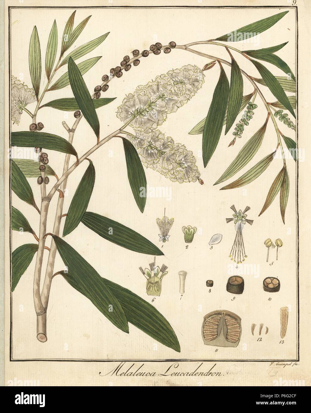 Cajeput Tree High Resolution Stock Photography and Images - Alamy