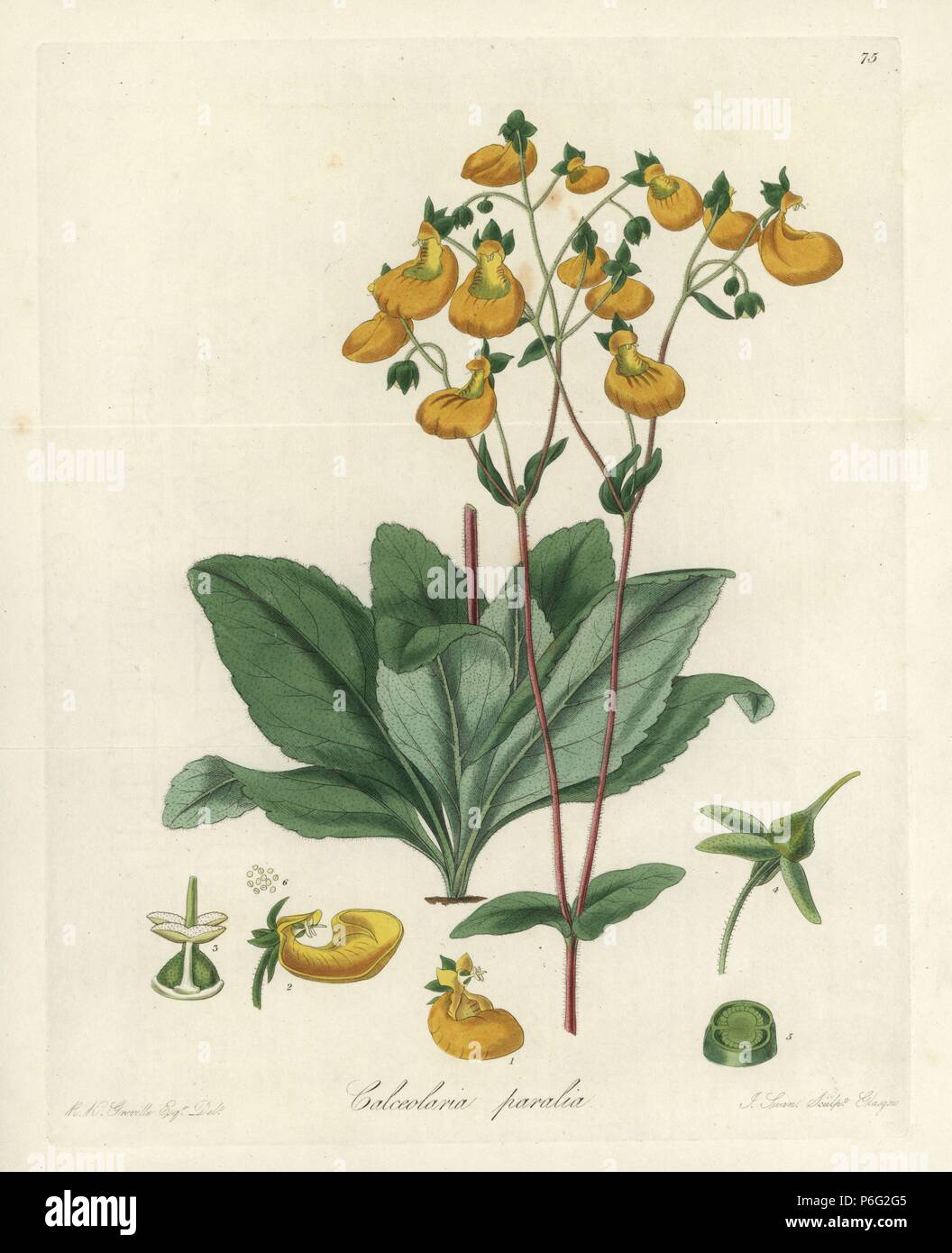 Slipper flower, Calceolaria corymbosa (Glandular-stalked slipper flower ...