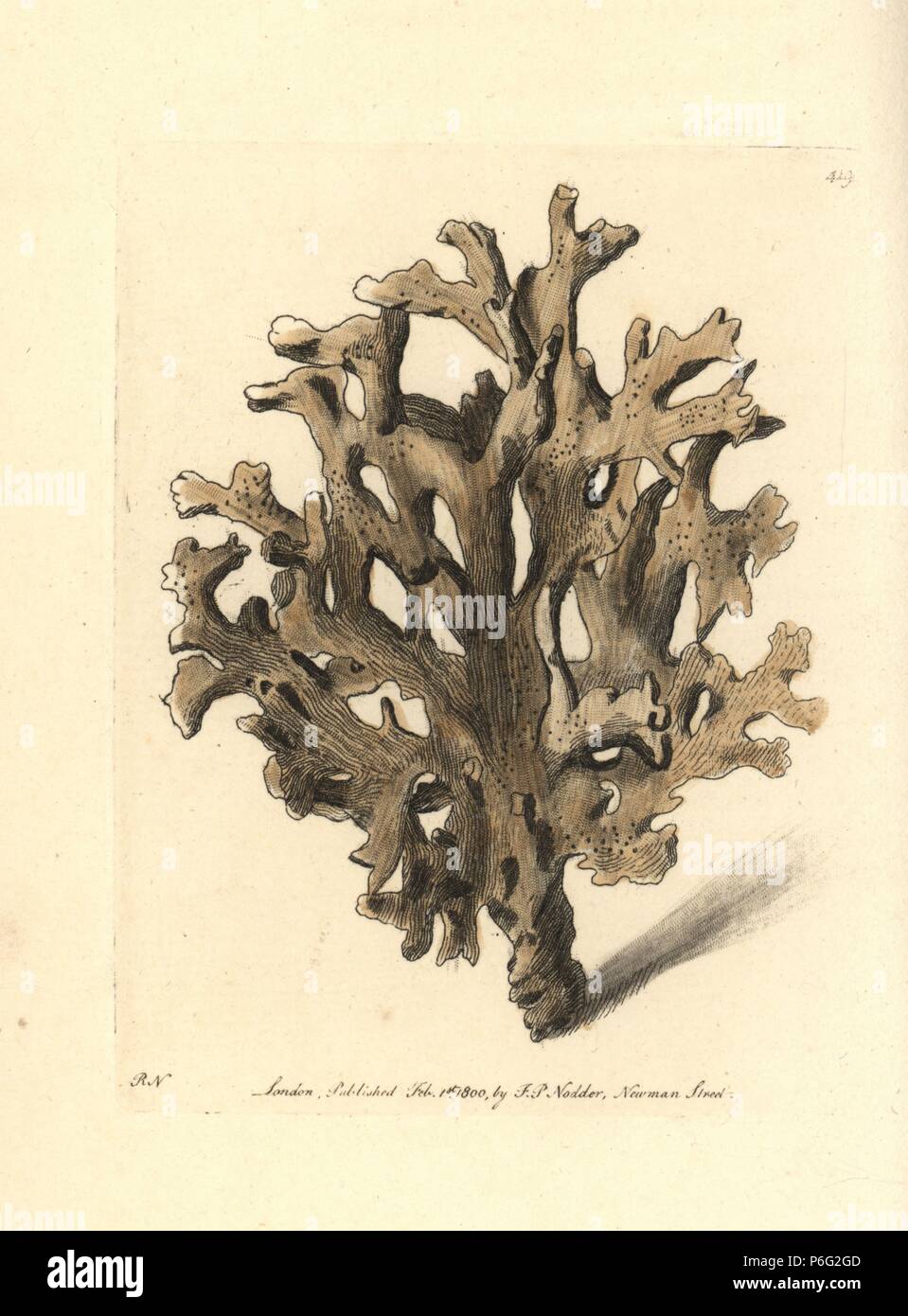 Sea ginger, Millepora alcicornis (Elk horn millepore). Illustration ...