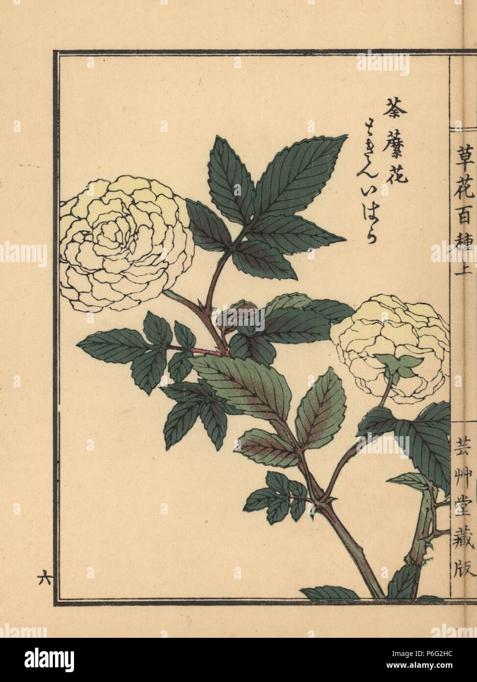 Tokin' ibara or roseleaf bramble, Rubus rosifolius. Handcoloured ...