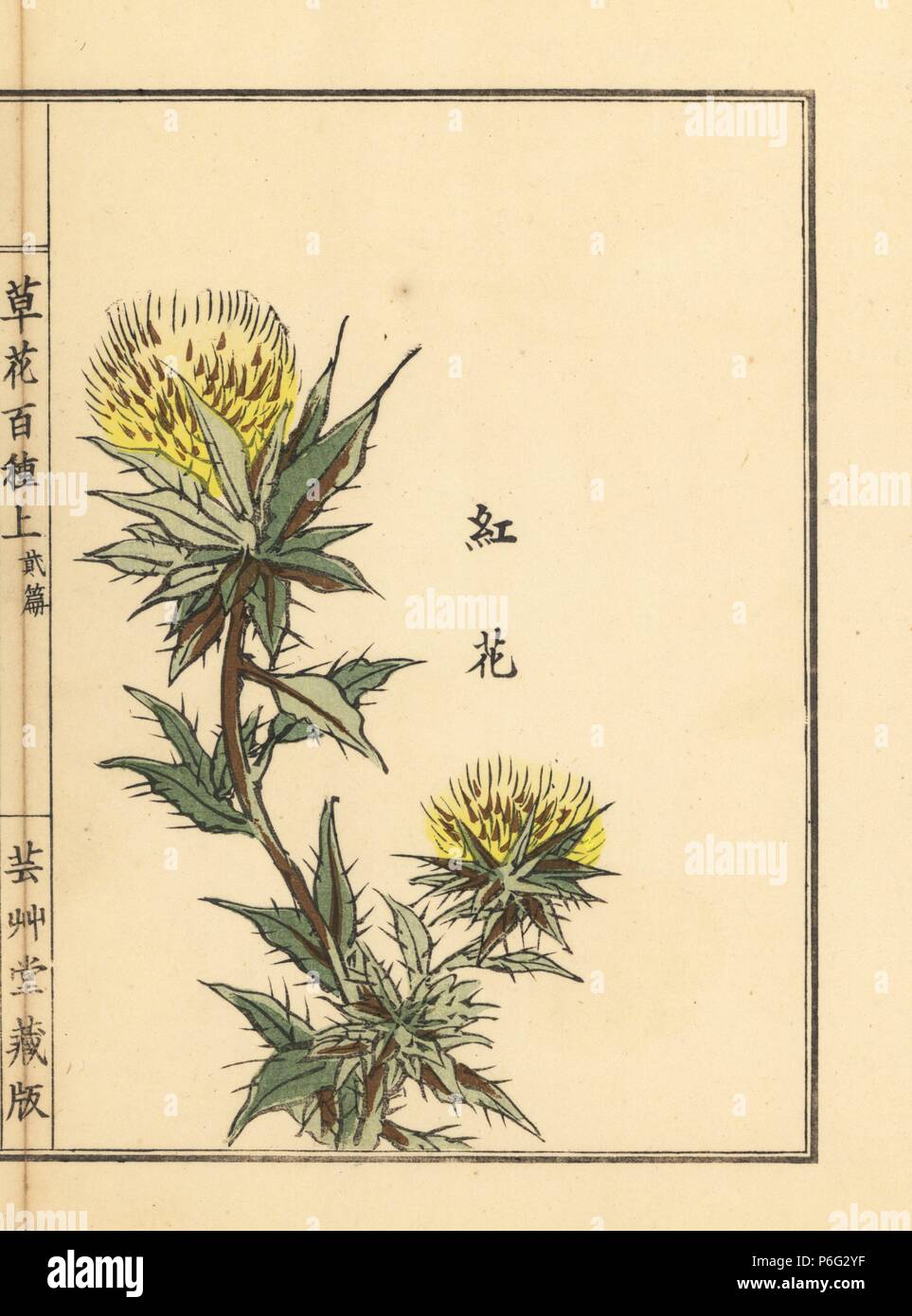 Benihana or safflower, Carthamus tinctorius. Handcoloured woodblock ...