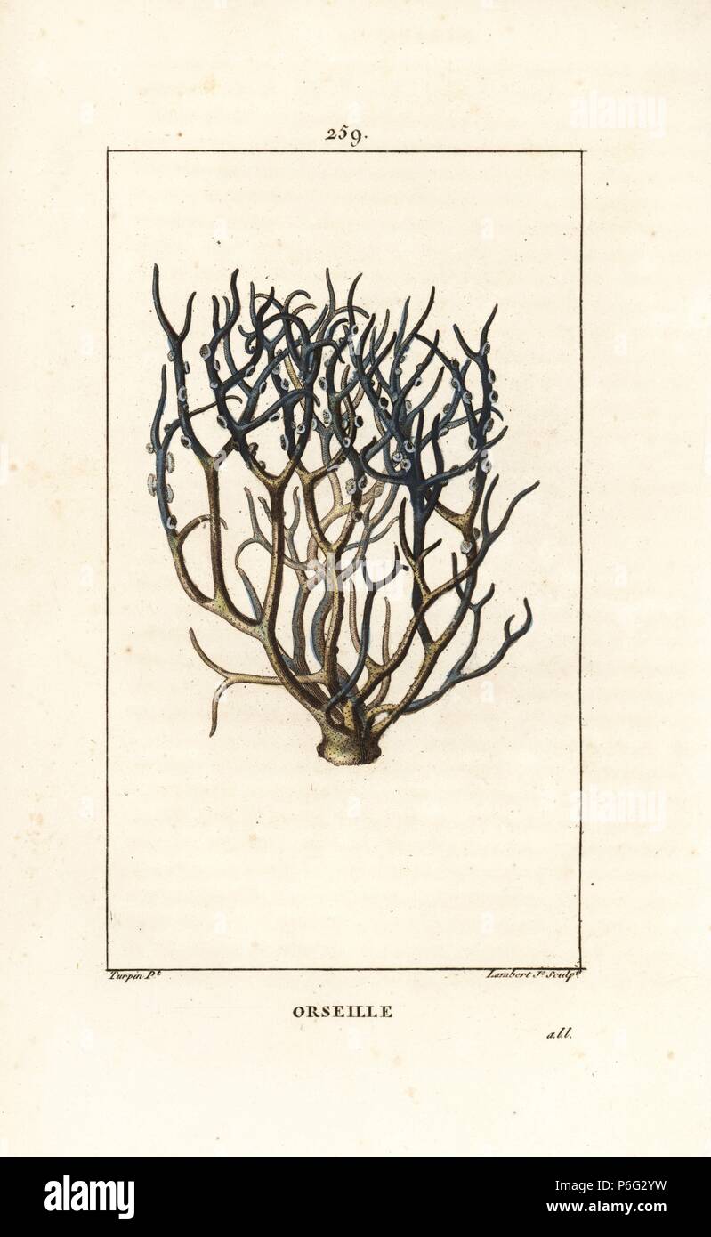 Orcein or archil, Roccella tinctoria, lichen used for dye from the Cape ...