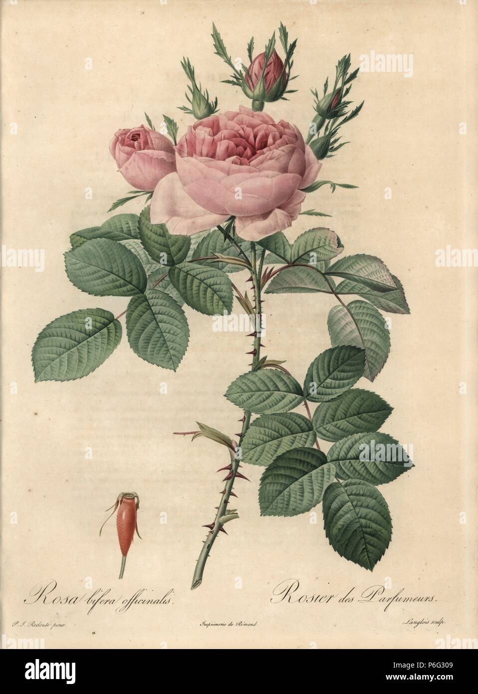 Rosa damascena bifera hi-res stock photography and images - Alamy