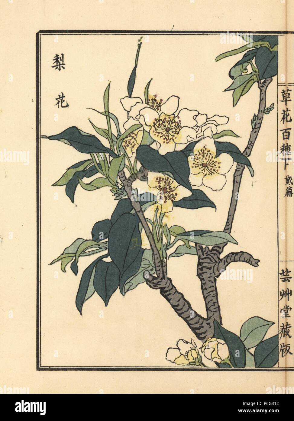 Nashino hana or Japanese pear tree blossom, Pyrus pyrifolia ...