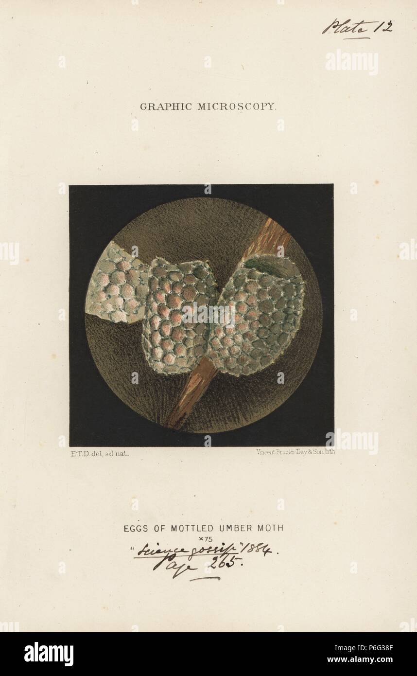 Eggs of the mottled umber moth, Erannis defoliaria, magnified x75 ...