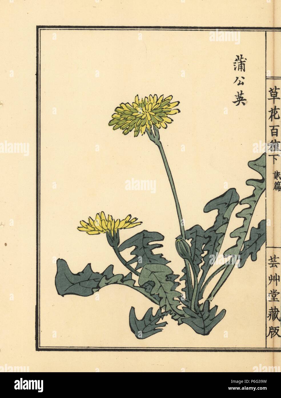 Taraxacum japonicum hi-res stock photography and images - Alamy