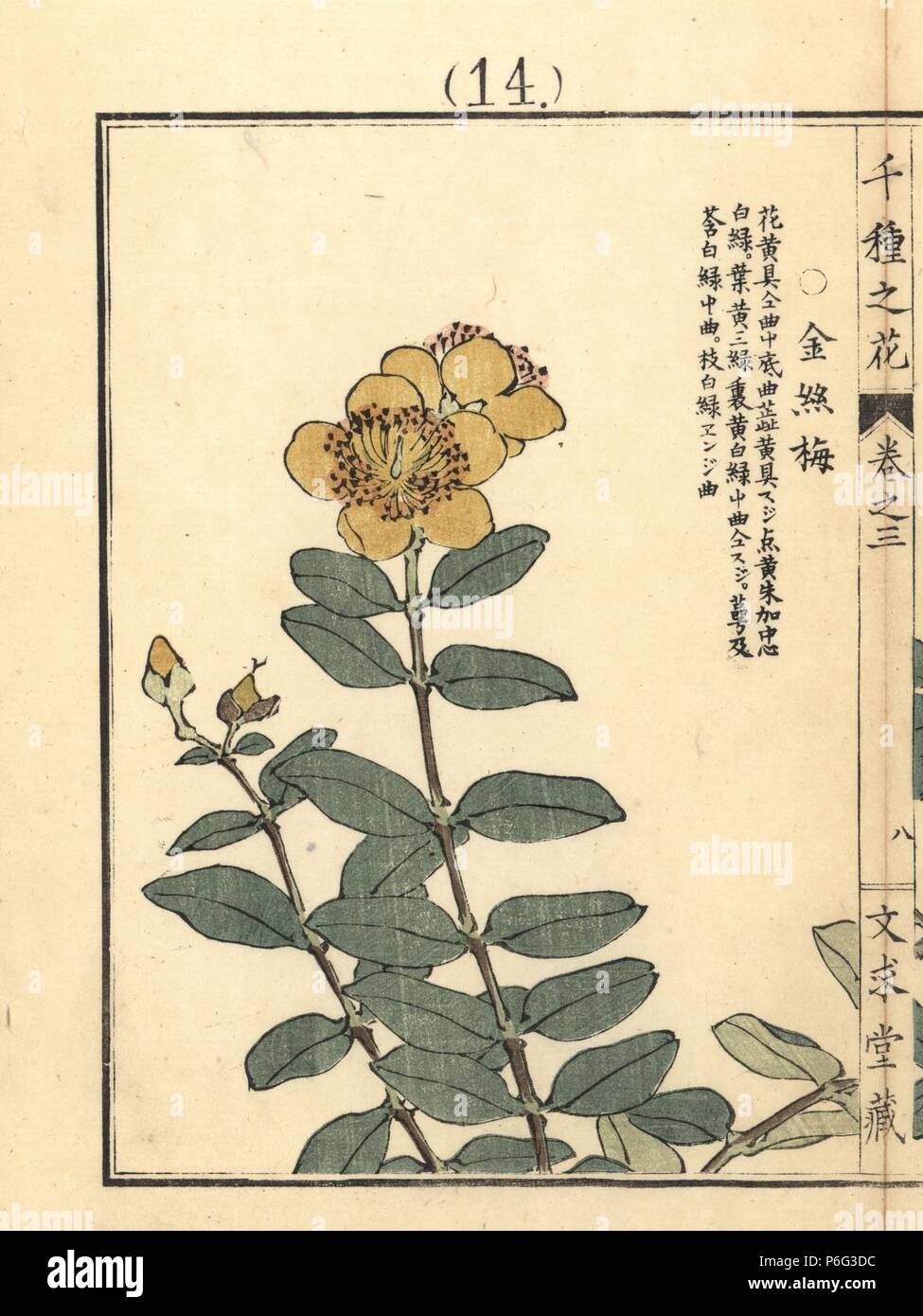 Kinshibai or St. John's wort, Hypericum erectum. Handcoloured woodblock ...