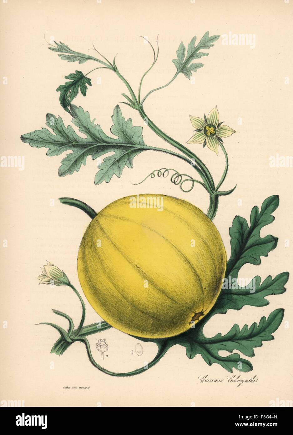 Bitter apple, bitter cucumber or colocynth, Citrullus colocynthis ...