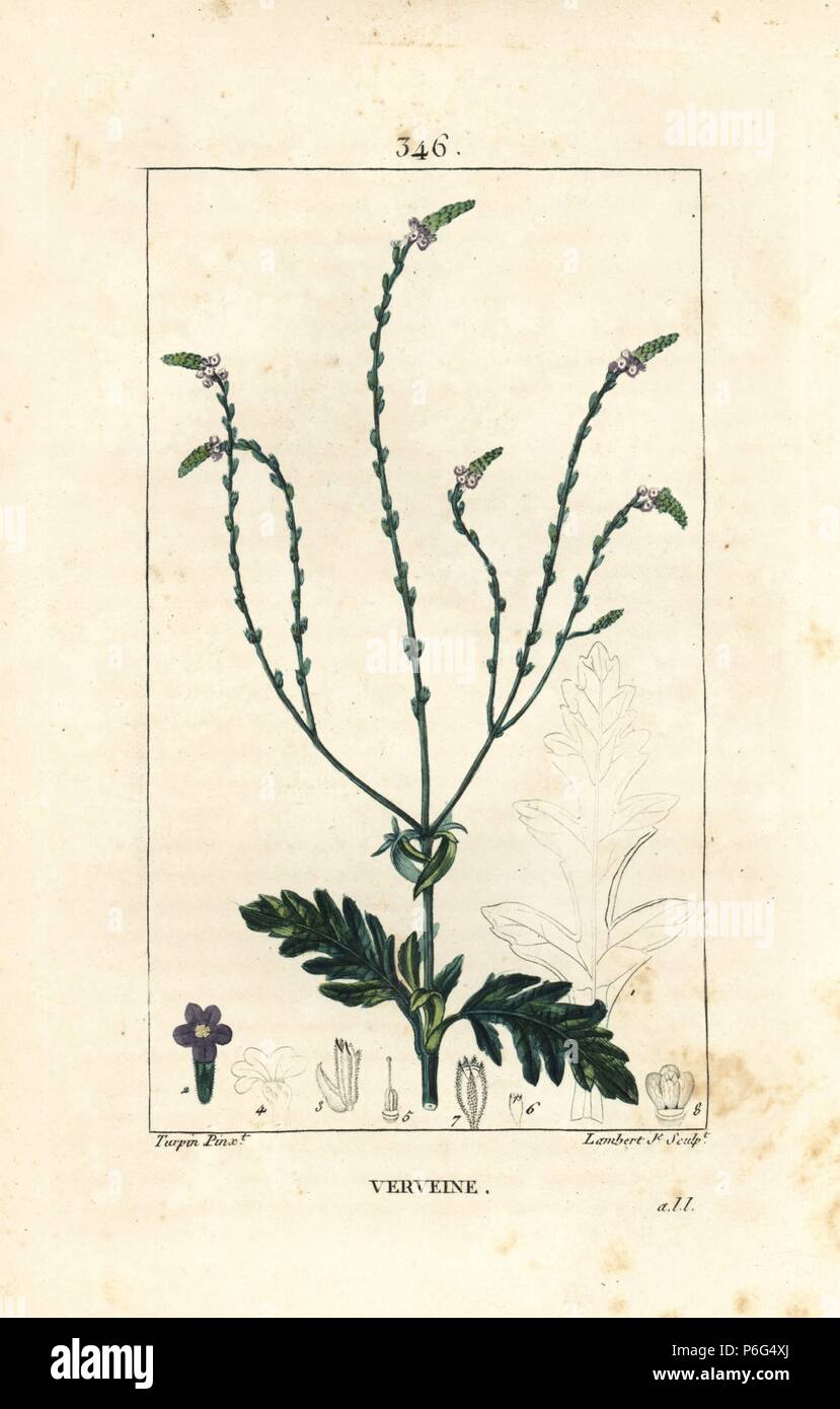 Vervain, Verbena officinalis. Handcoloured stipple copperplate ...
