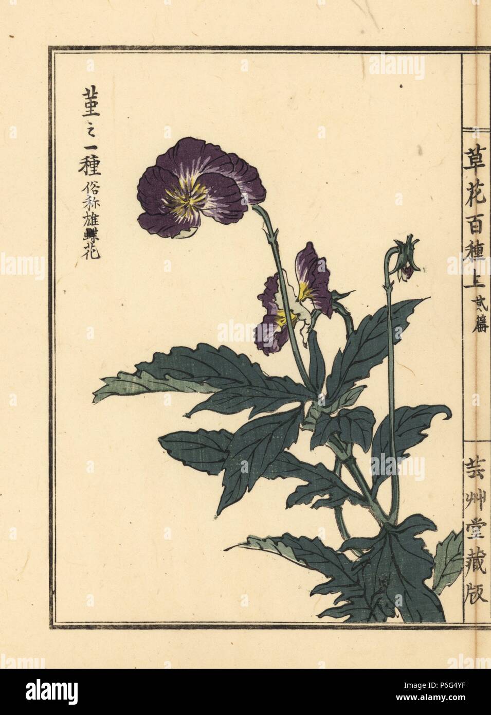 Japanese violet, Viola species. Handcoloured woodblock print by Kono ...