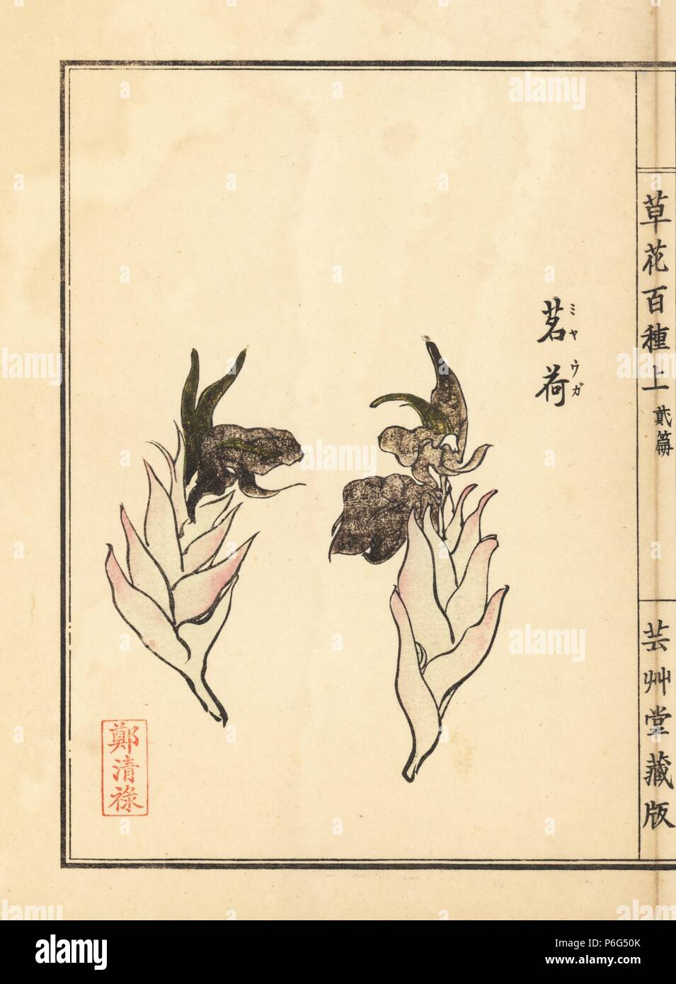 Myoga or Japanese ginger, Zingiber mioga. Handcoloured woodblock print ...