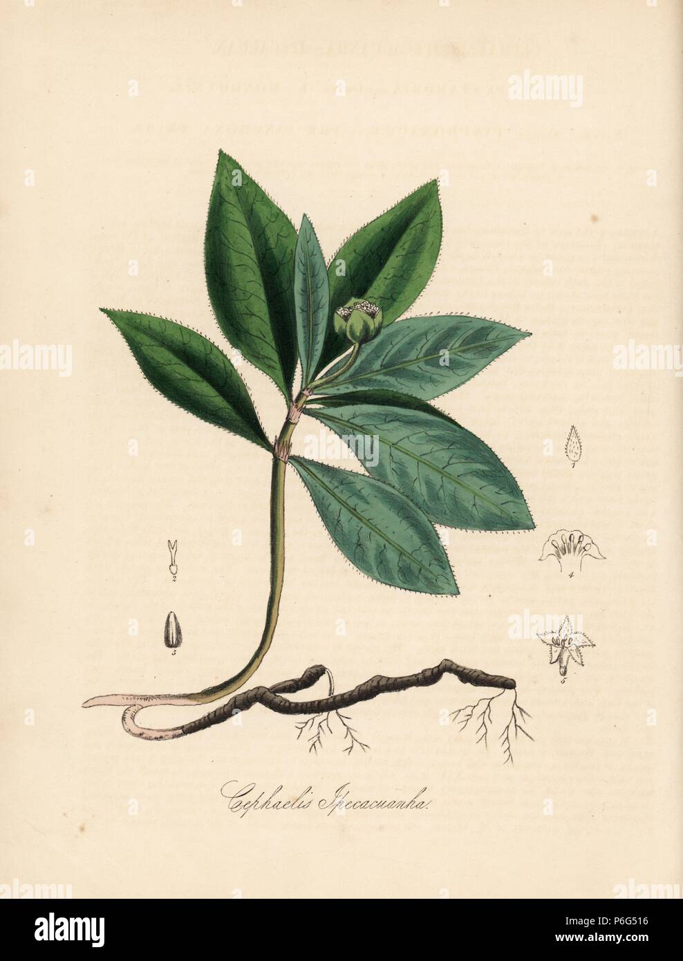 Ipecacuanha, Carapichea ipecacuanha (Ipecacuan, Cephaelis ipecacuanha ...