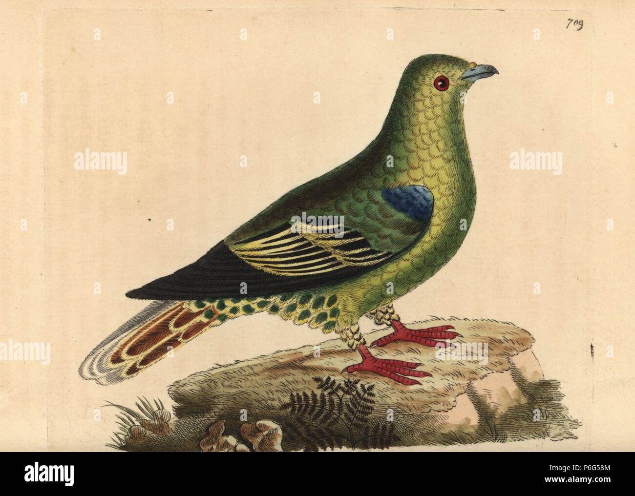 Madagascar green pigeon, Treron australis. Illustration drawn and ...