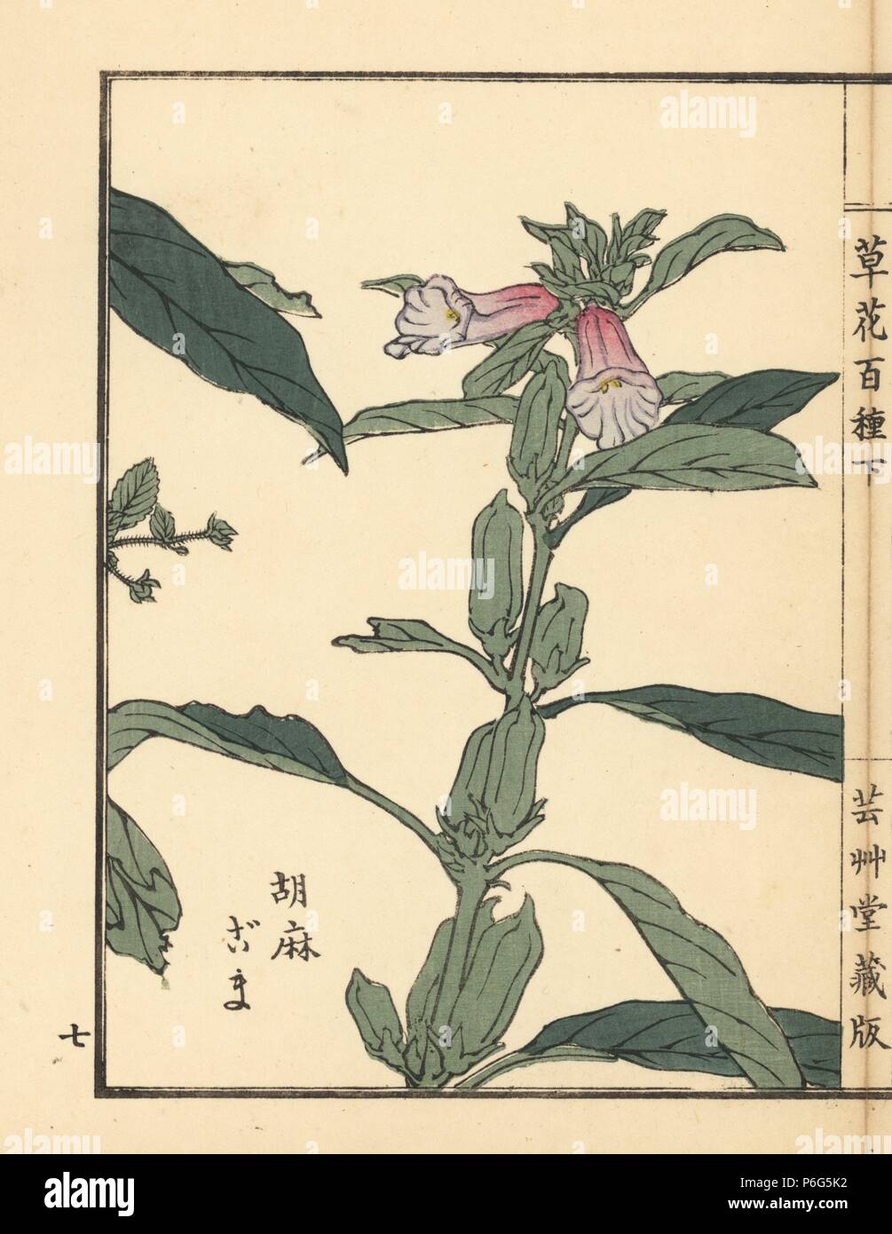 Sesamum indicum botanical hi-res stock photography and images - Alamy