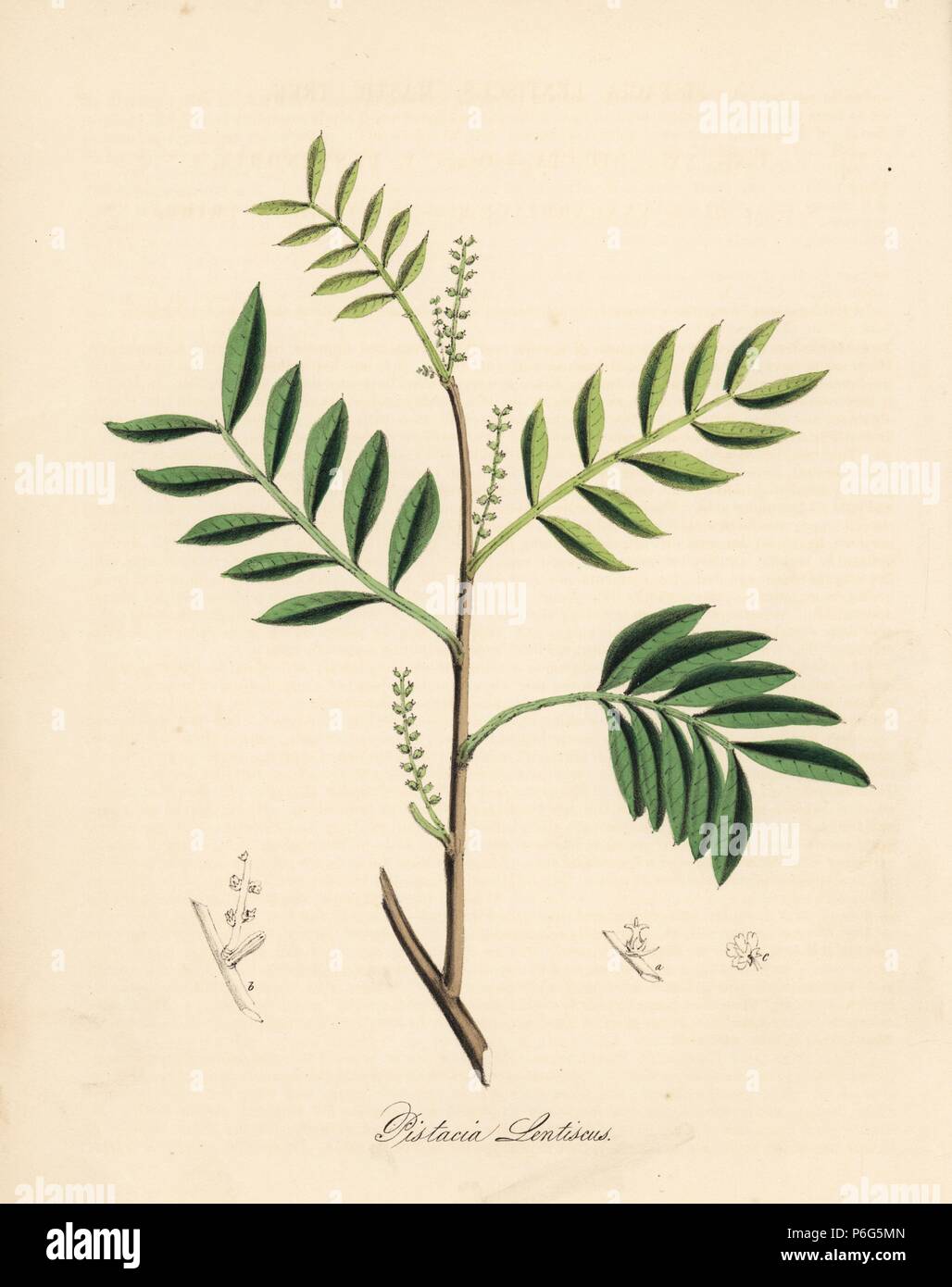 Mastic tree, Pistacia lentiscus. Handcoloured zincograph by C. Chabot ...