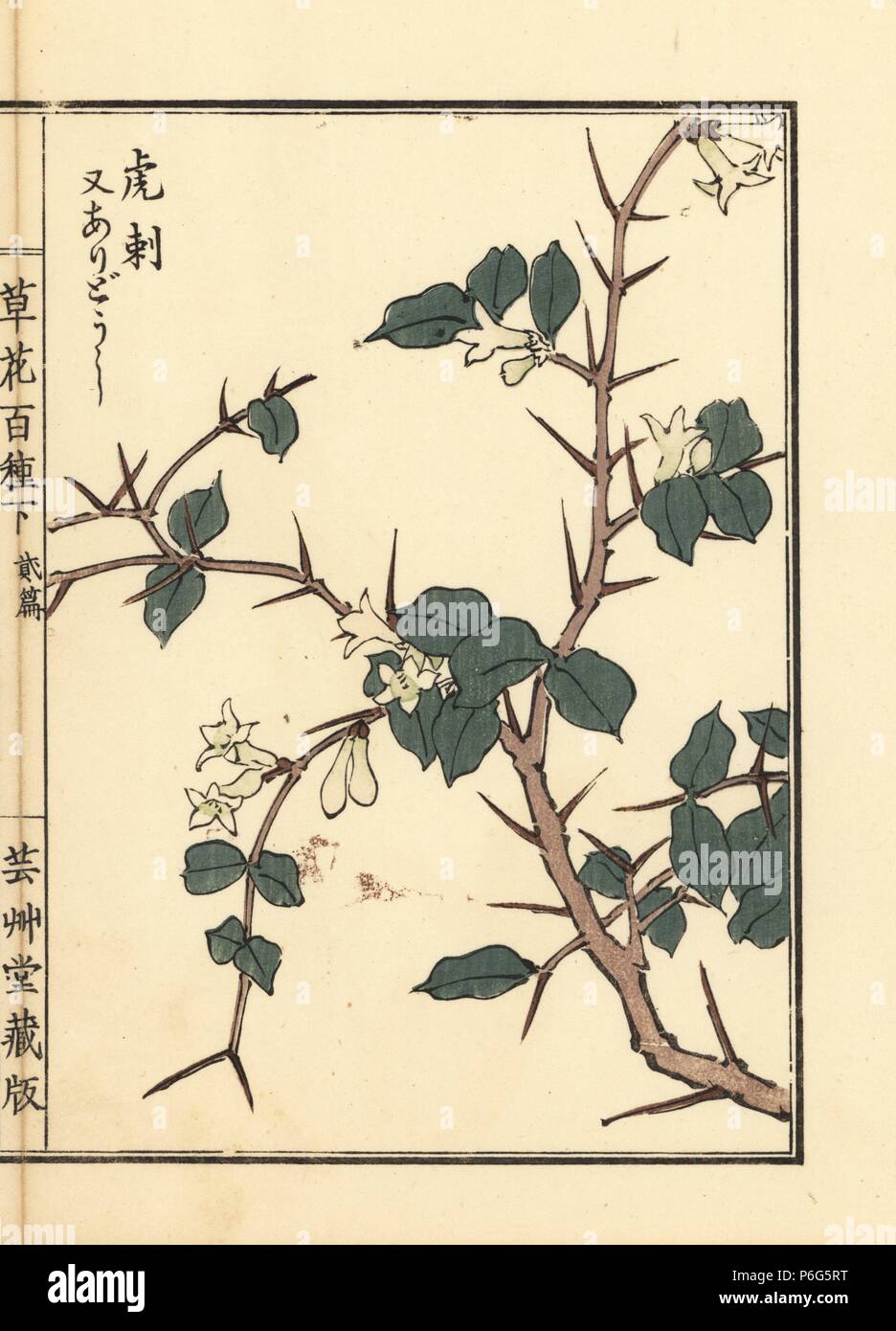 Aridoushi, Damnacanthus indicus. Handcoloured woodblock print by Kono ...