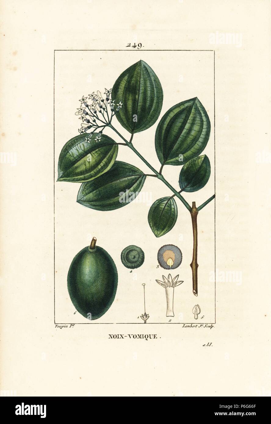 Strychnos nux vomica botanical print hi-res stock photography and ...