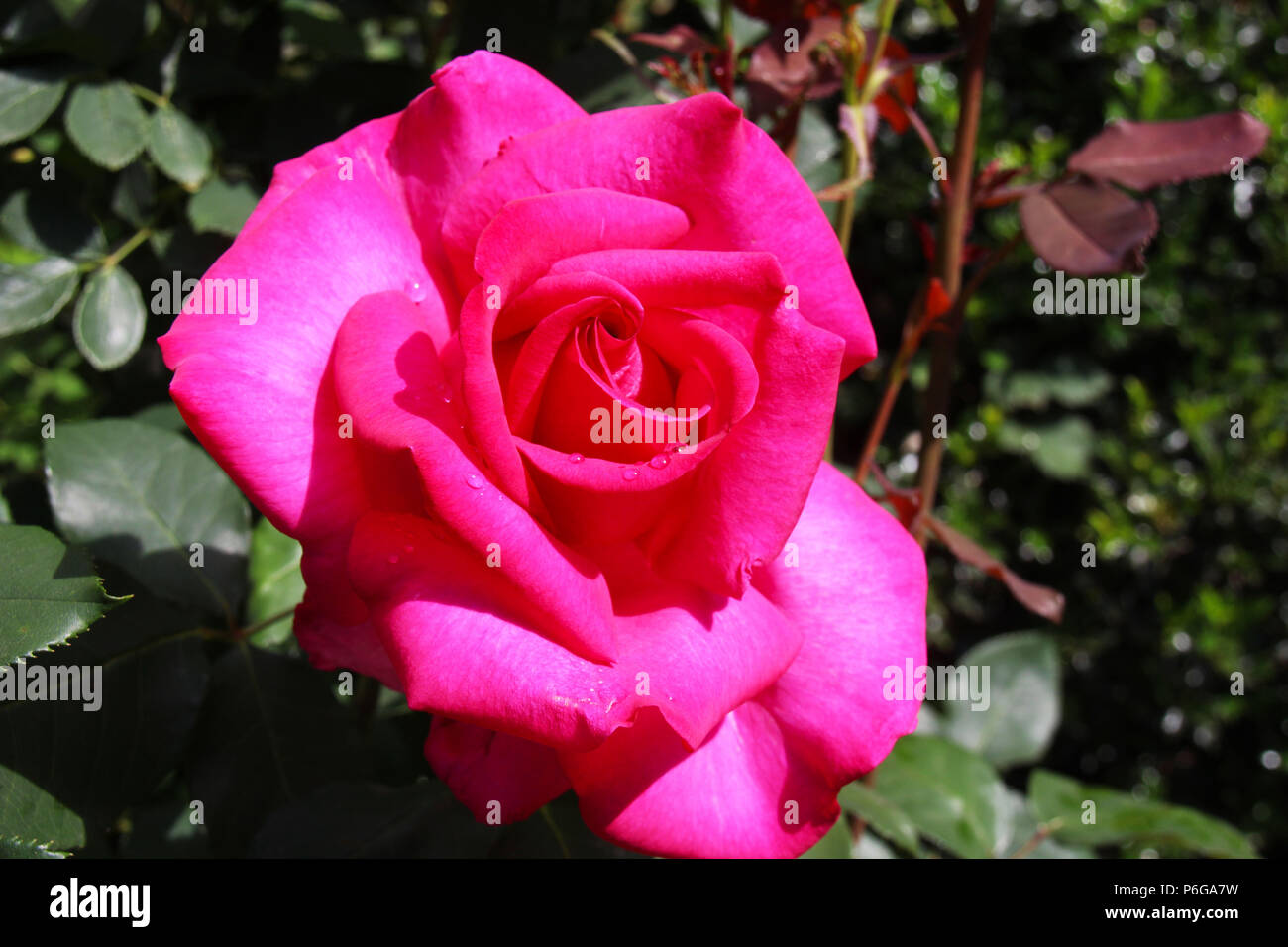 lovely rose flower Stock Photo - Alamy