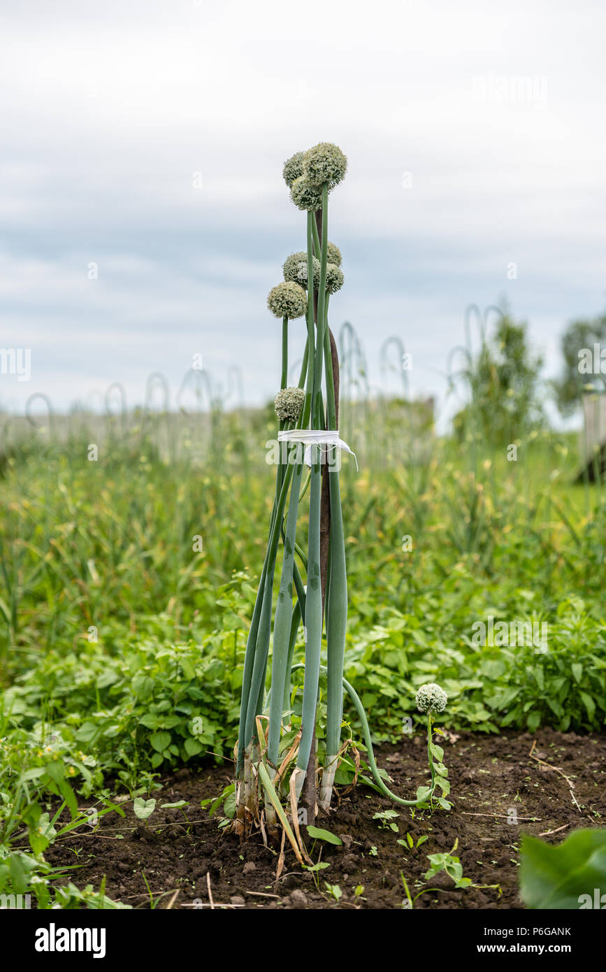 Onion seeds are bloom at the field, perennials, housekeeping Stock ...
