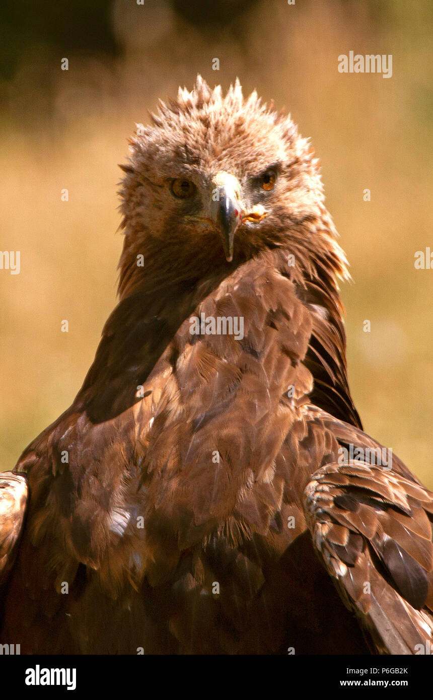 Aquila eagles hi-res stock photography and images - Alamy