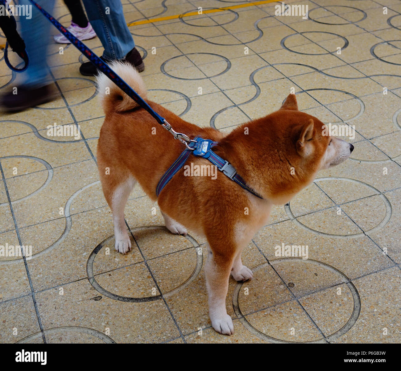 An Akita dog walking on street in Himeji, Japan Stock Photo - Alamy