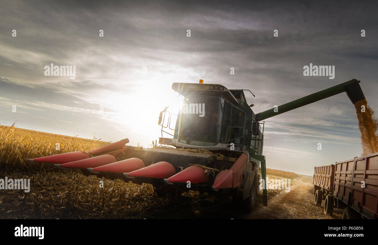 Pouring corn grain into tractor trailer after harvest Stock Photo - Alamy